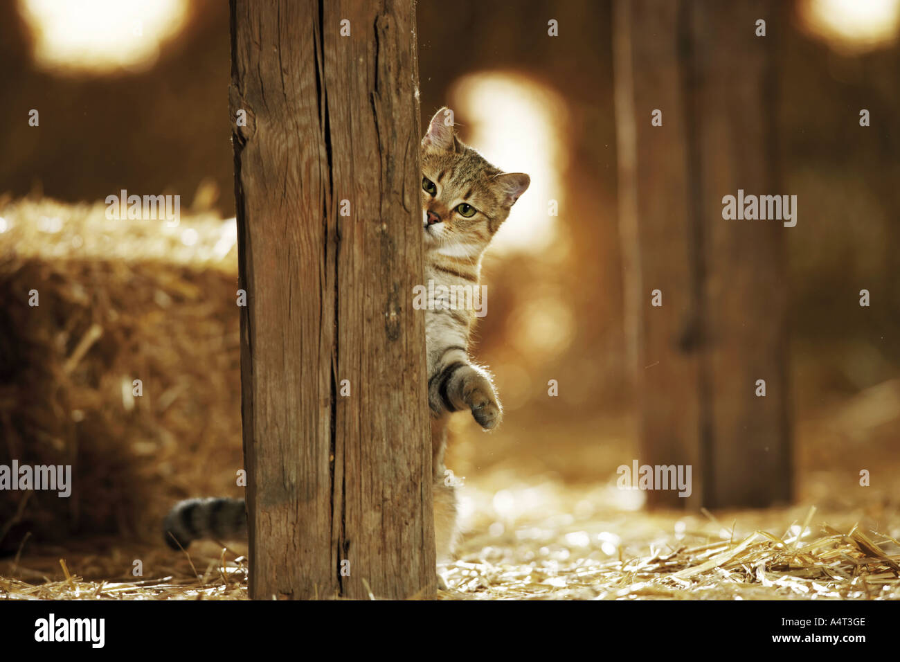 Pole cats hi-res stock photography and images - Alamy