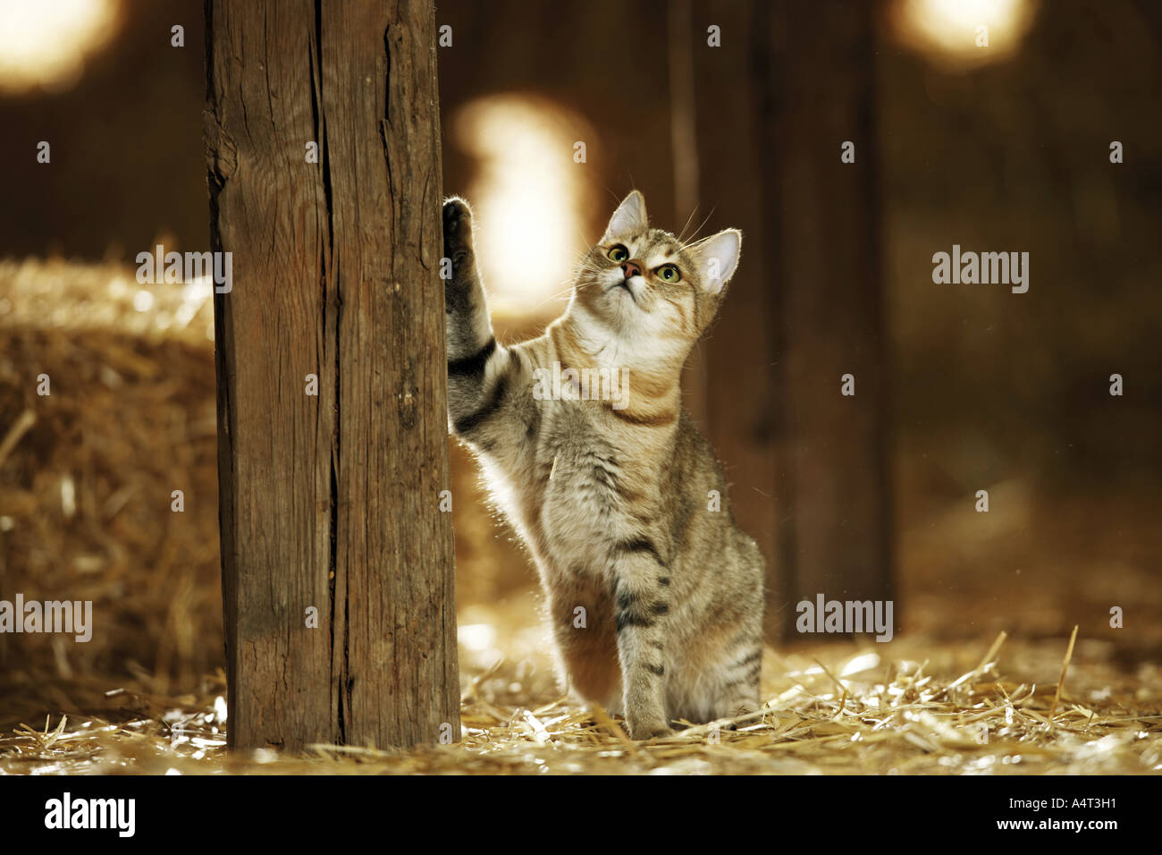 Forepaw hi-res stock photography and images - Alamy