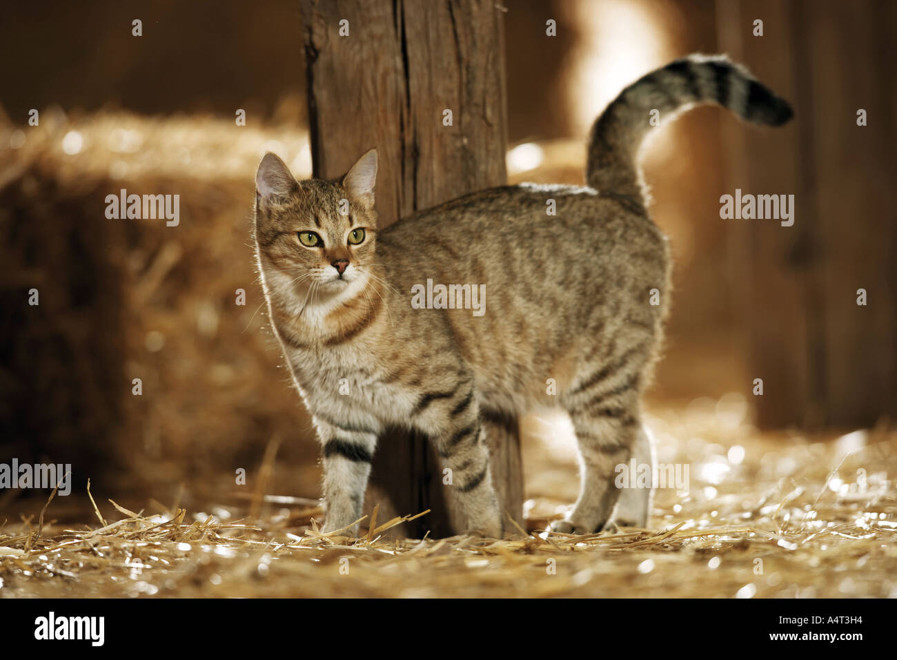 Barnyard cats hi-res stock photography and images - Alamy
