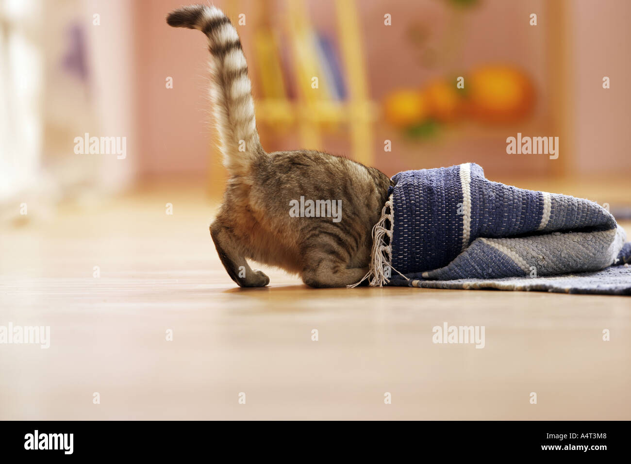 domestic cat looking under carpet Stock Photo - Alamy