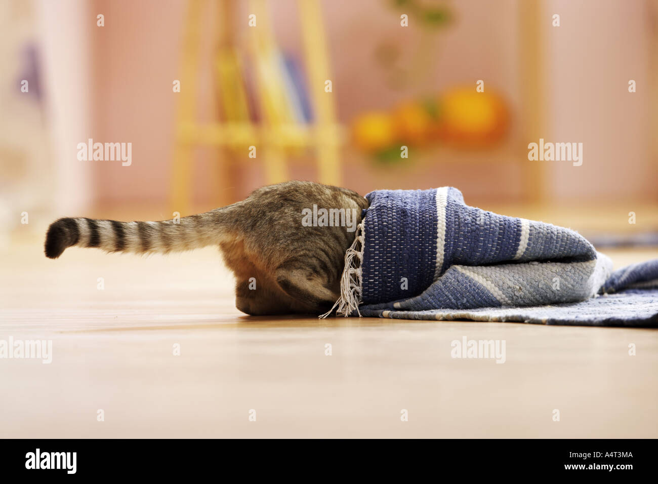 Domestic cat looking under carpet Stock Photo - Alamy