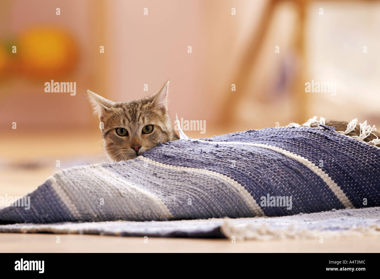 domestic cat lying under carpet Stock Photo - Alamy