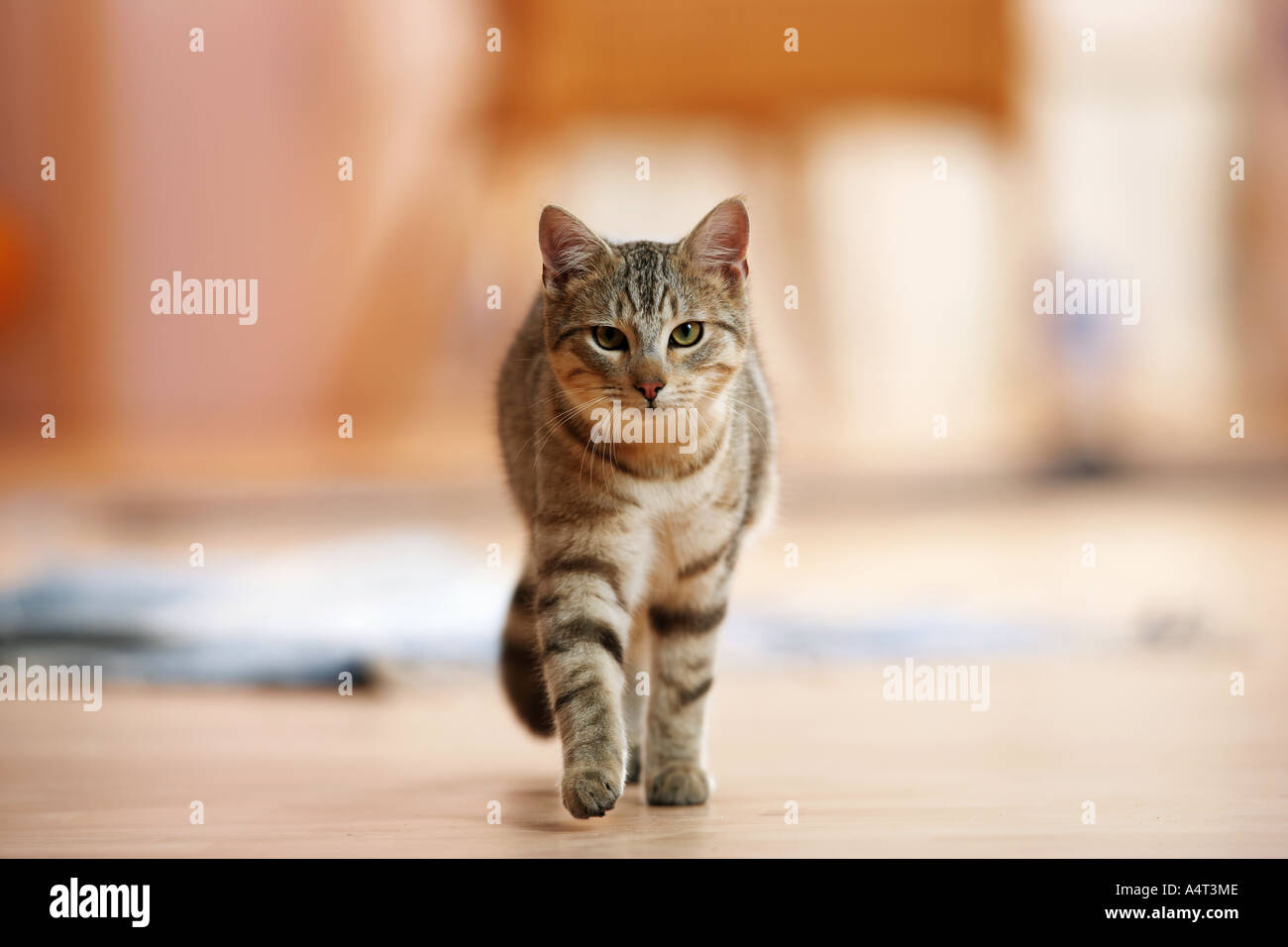 domestic cat walking Stock Photo - Alamy