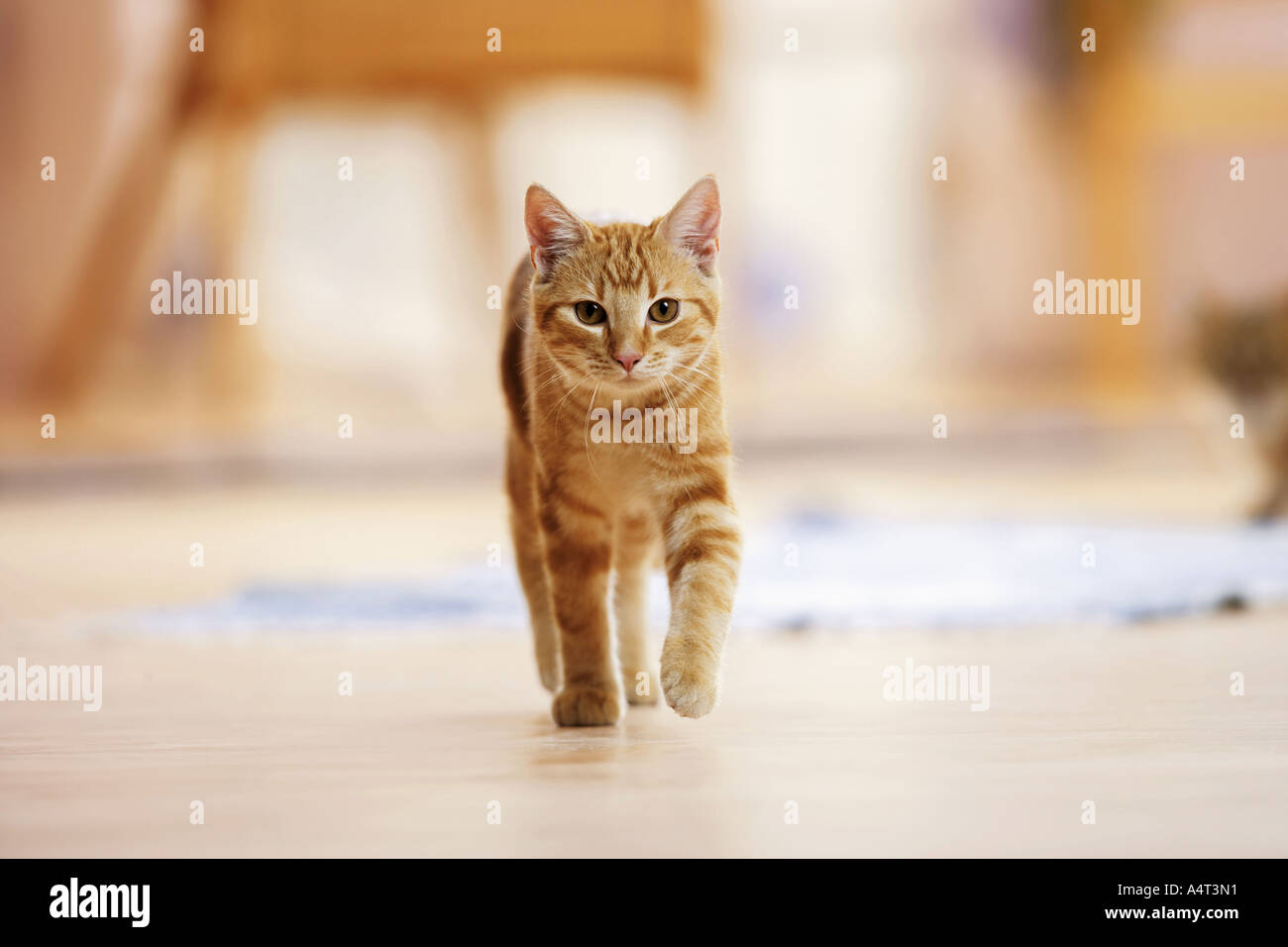 domestic cat walking Stock Photo - Alamy
