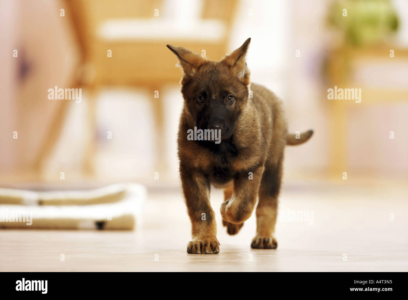 German shepherd dog puppy running Stock Photo - Alamy