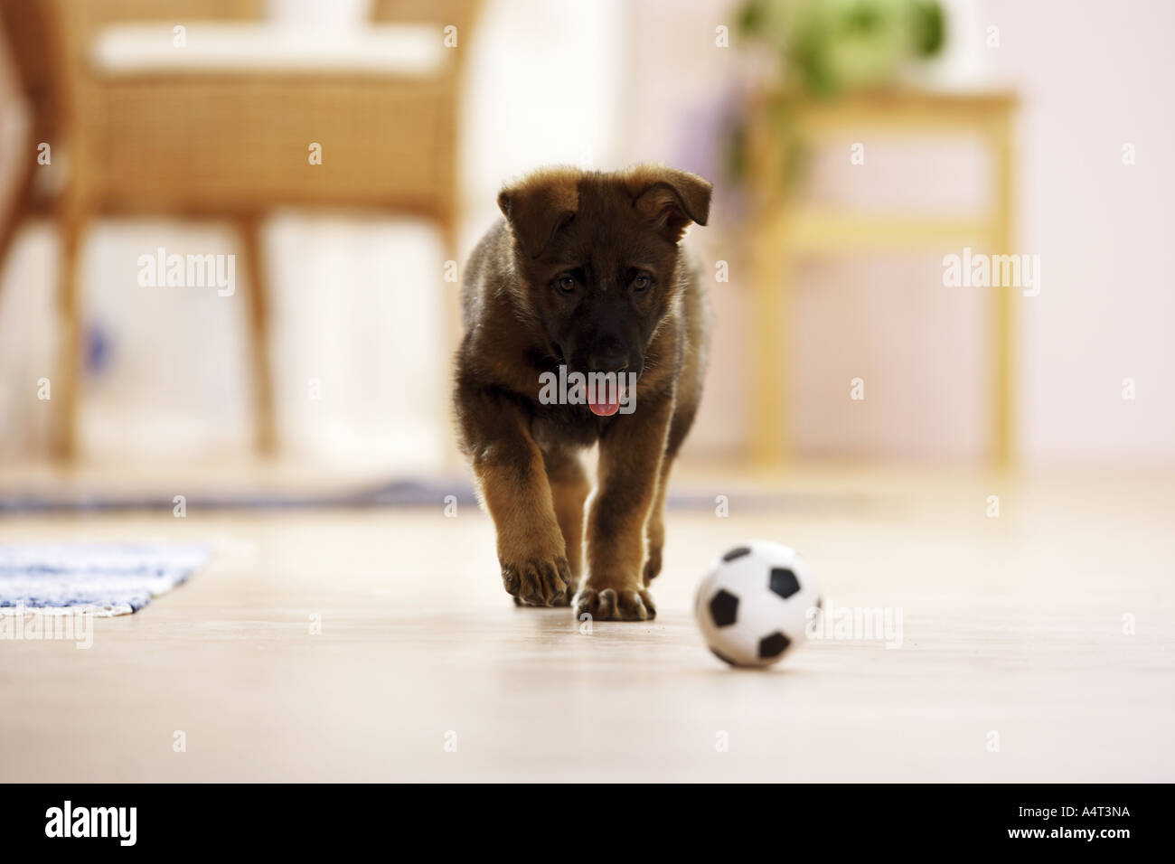 German shepherd dog puppy playing with ball Stock Photo - Alamy