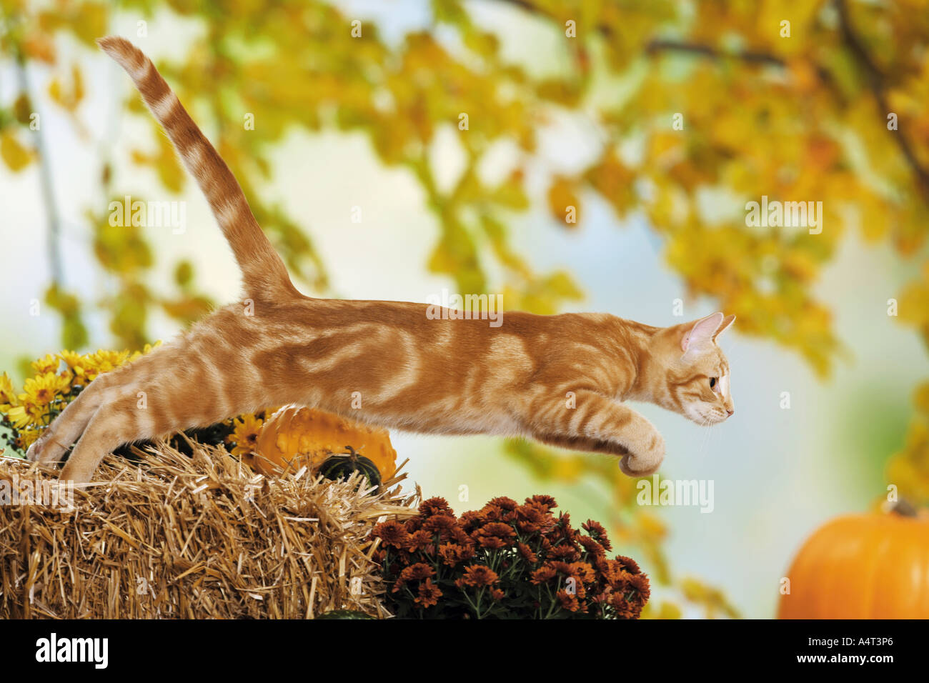 Red cat jumping hi-res stock photography and images - Alamy