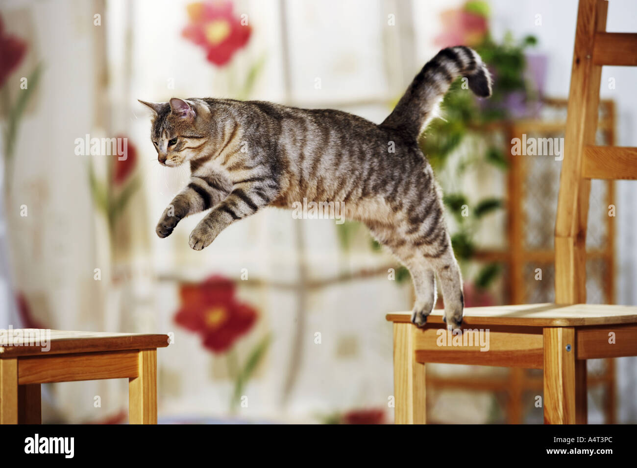 Domestic cat. Tabby adult jumping from one chair to another Stock Photo ...