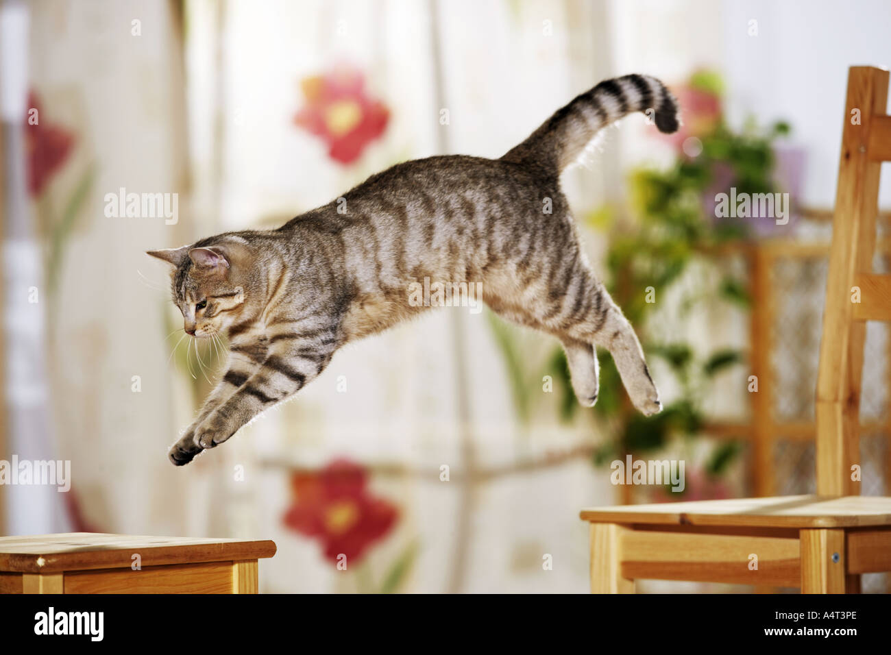 Cat chair jump hi-res stock photography and images - Alamy