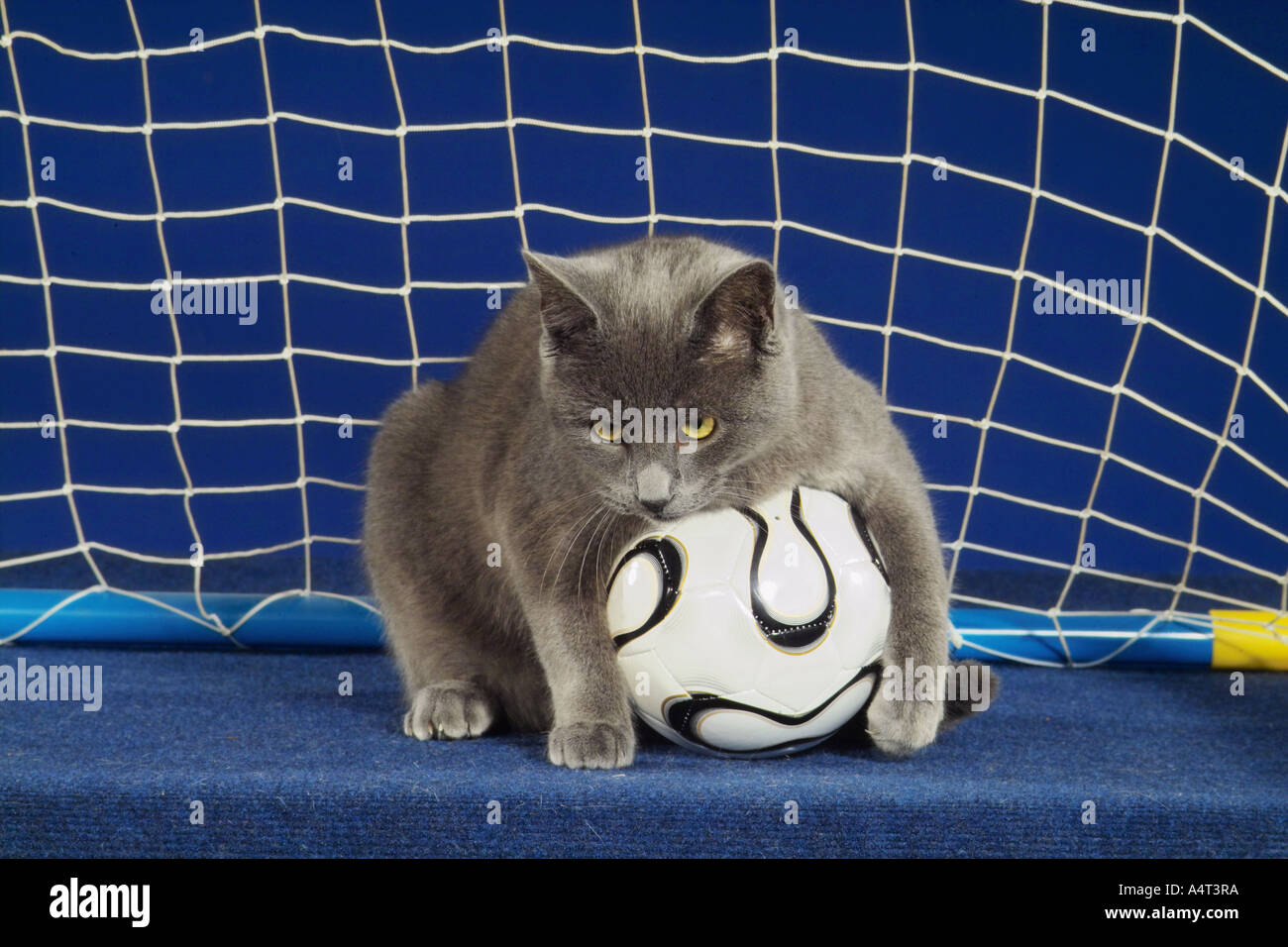 Cat in ball hi-res stock photography and images - Alamy