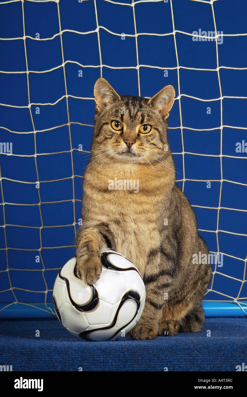 domestic cat with ball sitting in goal Stock Photo - Alamy