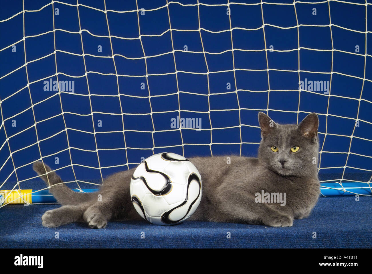 Cat in ball hi-res stock photography and images - Alamy