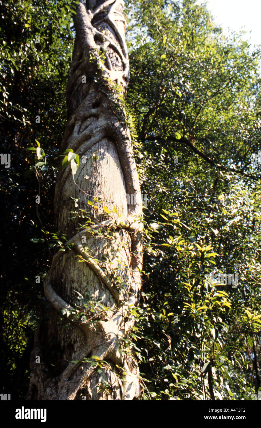 Everglades Cathedral Fig Tree and Strangler Roots Stock Photo - Alamy
