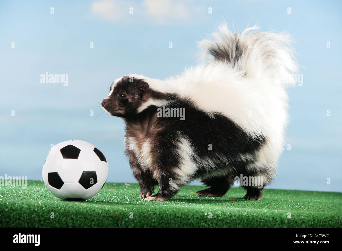 world championship of soccer striped skunk with ball Stock Photo - Alamy