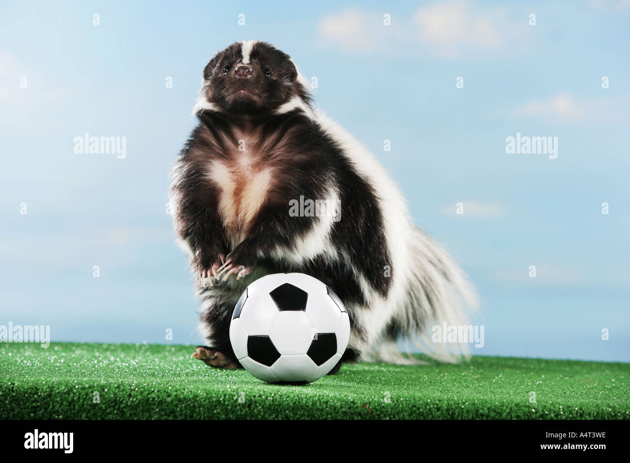 world championship of soccer striped skunk with ball Stock Photo - Alamy