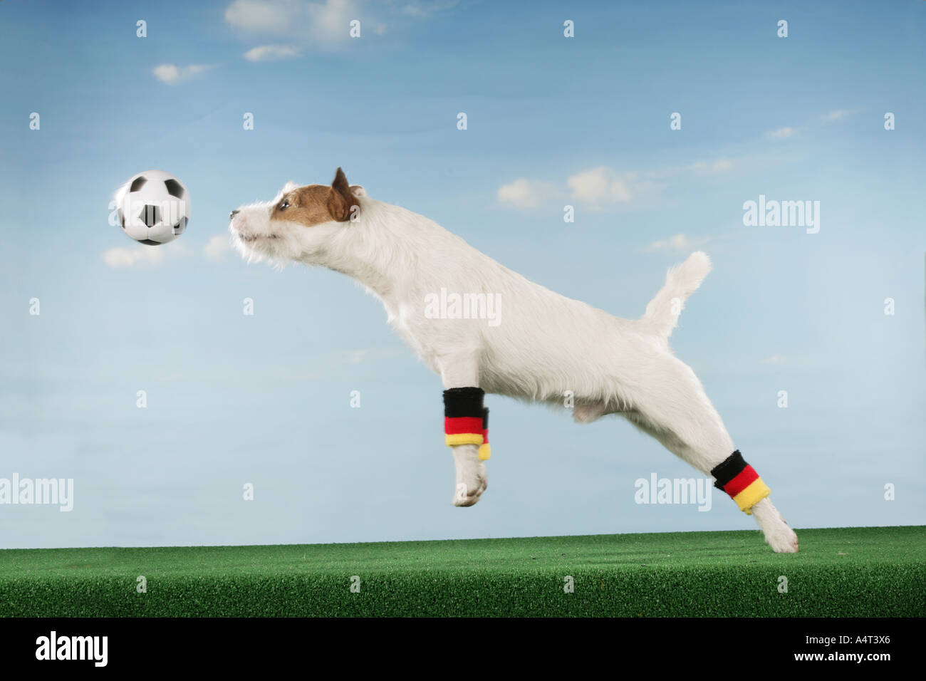 Animals Playing Football High Resolution Stock Photography and Images ...