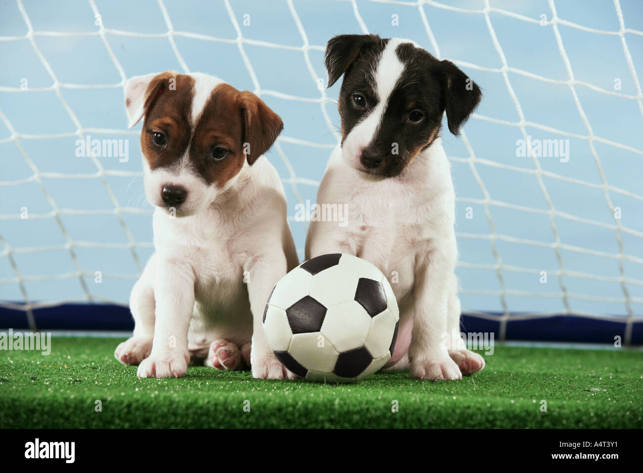 world championship of soccer two Jack Russell Terrier puppies with ball ...