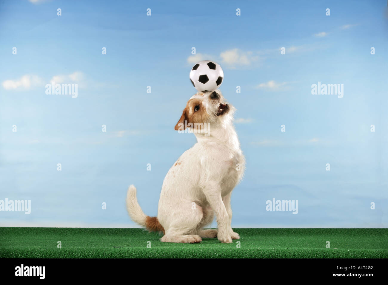 Jack russell terrier playing football hi-res stock photography and ...