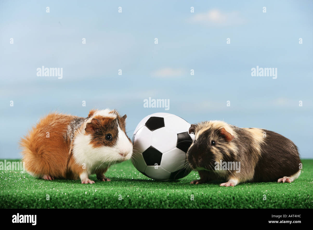world championship of soccer two guinea pigs with ball Stock Photo - Alamy