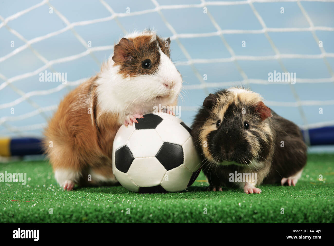 Guinea Pigs Playing Soccer Step Aside, Rocket League There's A New
