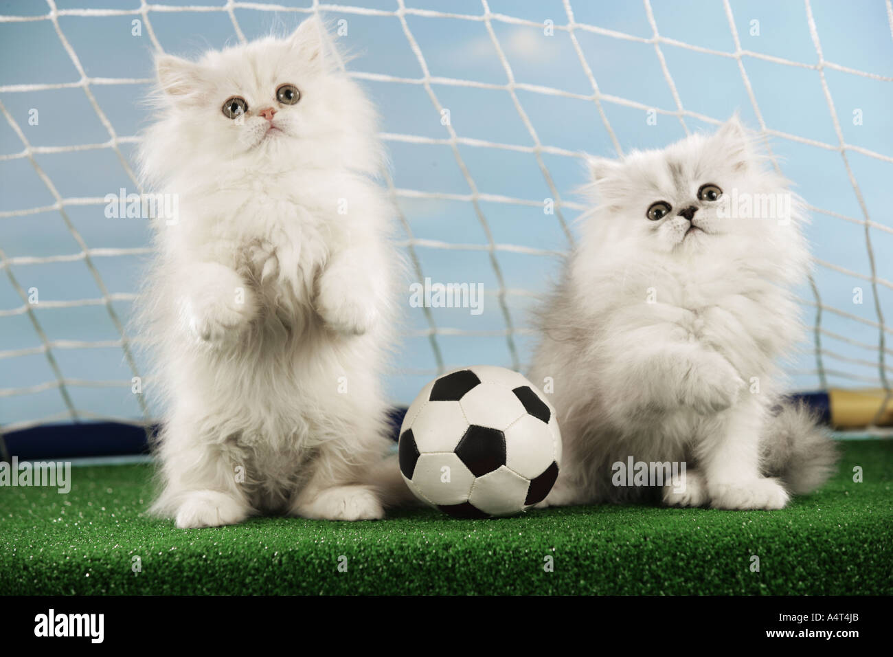 world championship of soccer two young Persian cats with ball in goal ...