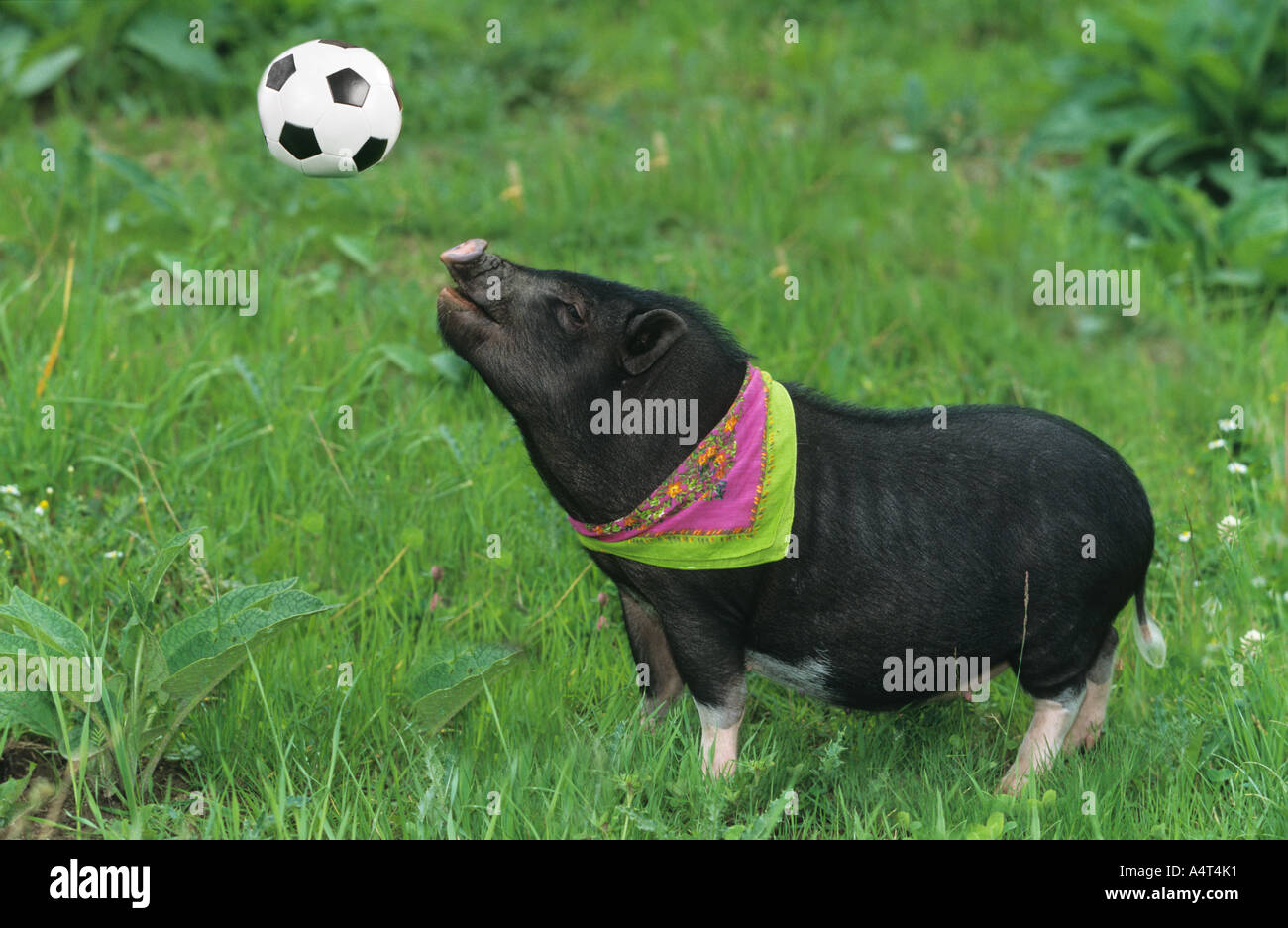 Miniature Pig playing with a soccer ball Stock Photo - Alamy