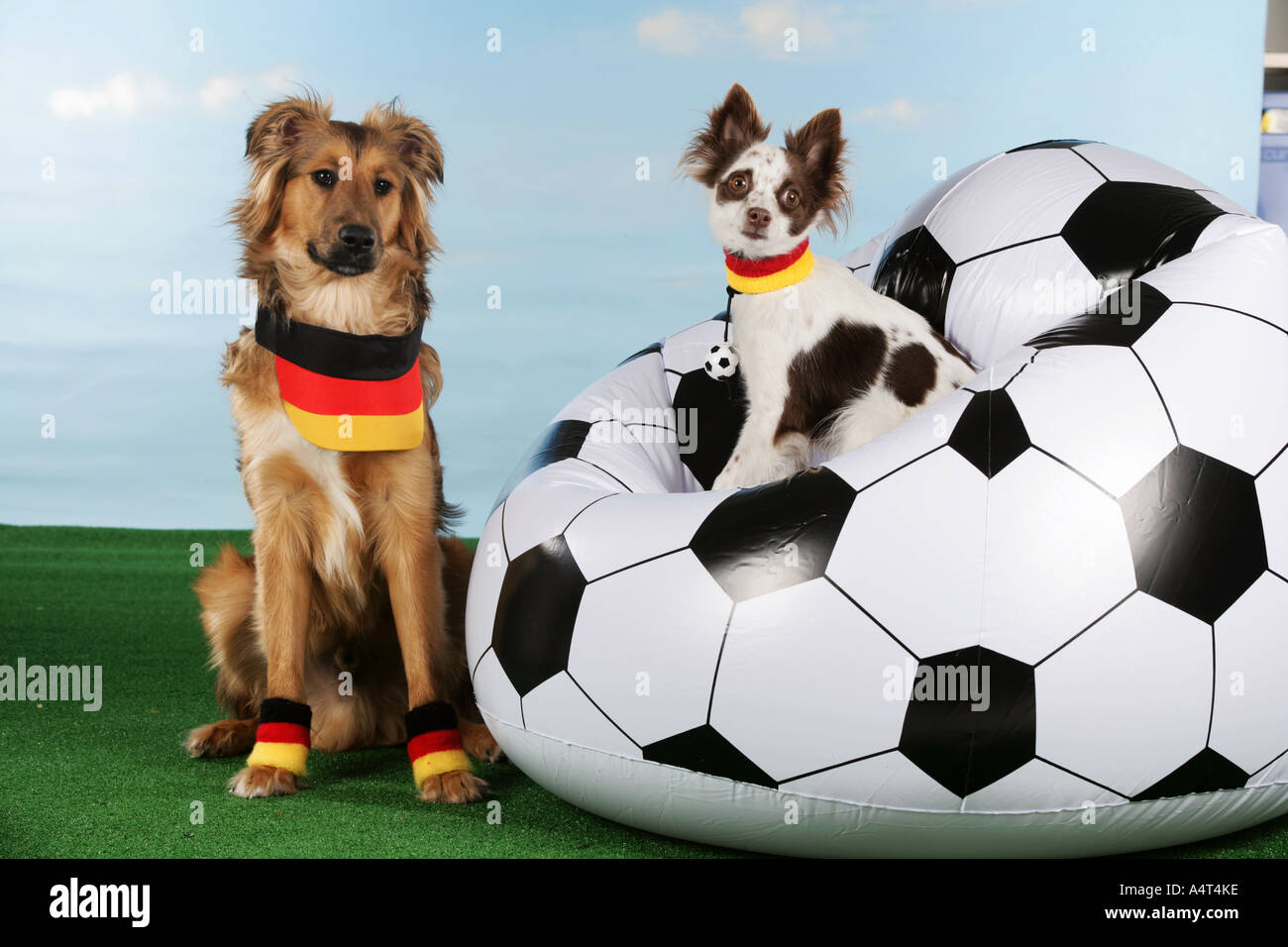 Soccer dogs hi-res stock photography and images - Alamy
