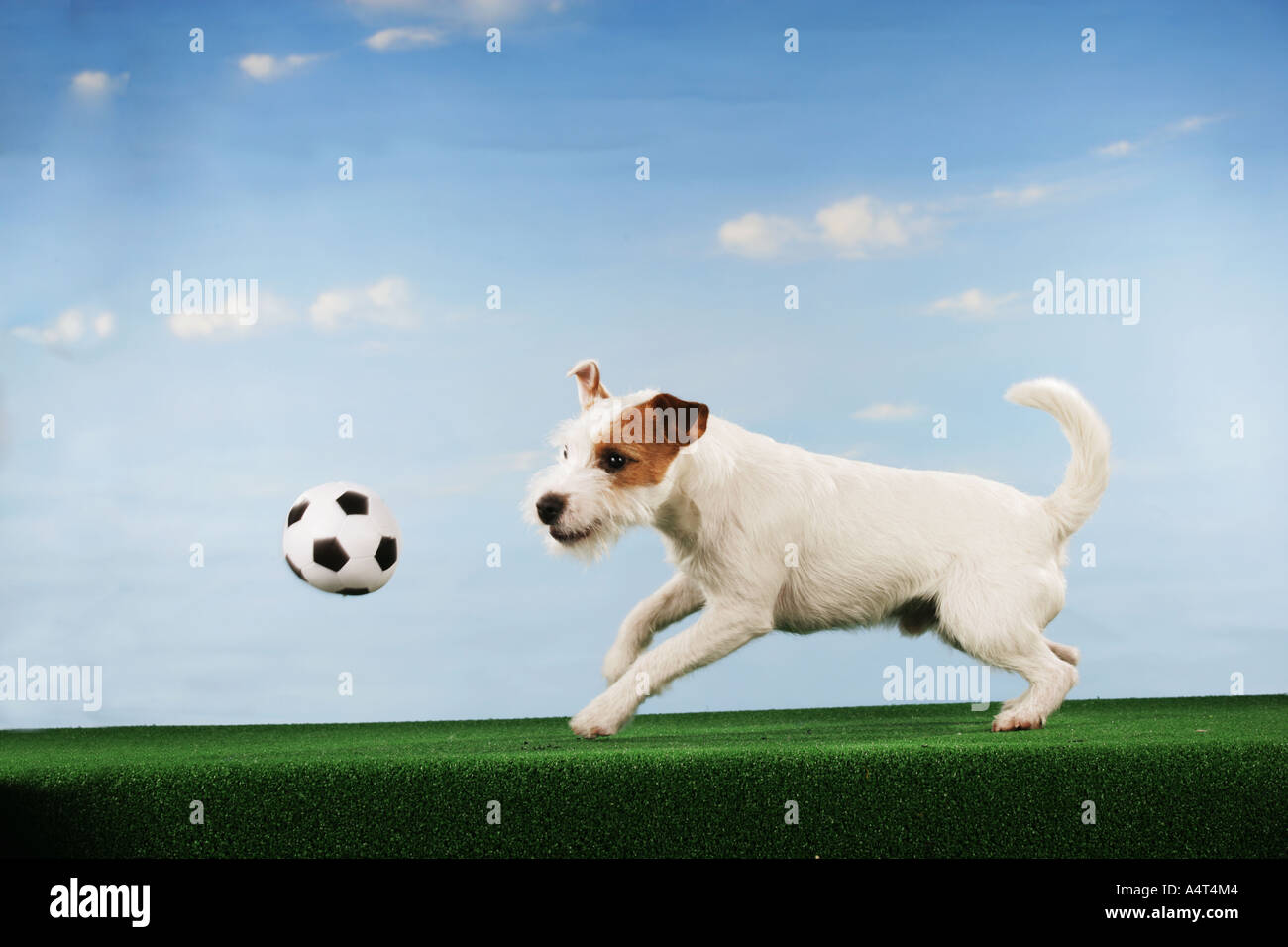 Jack russell terrier playing football hi-res stock photography and ...