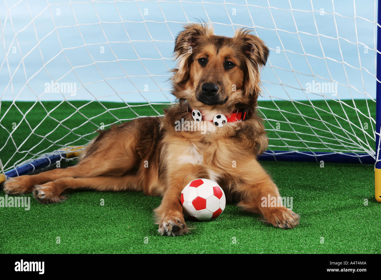 hybrid dog lying in goal with ball Stock Photo - Alamy