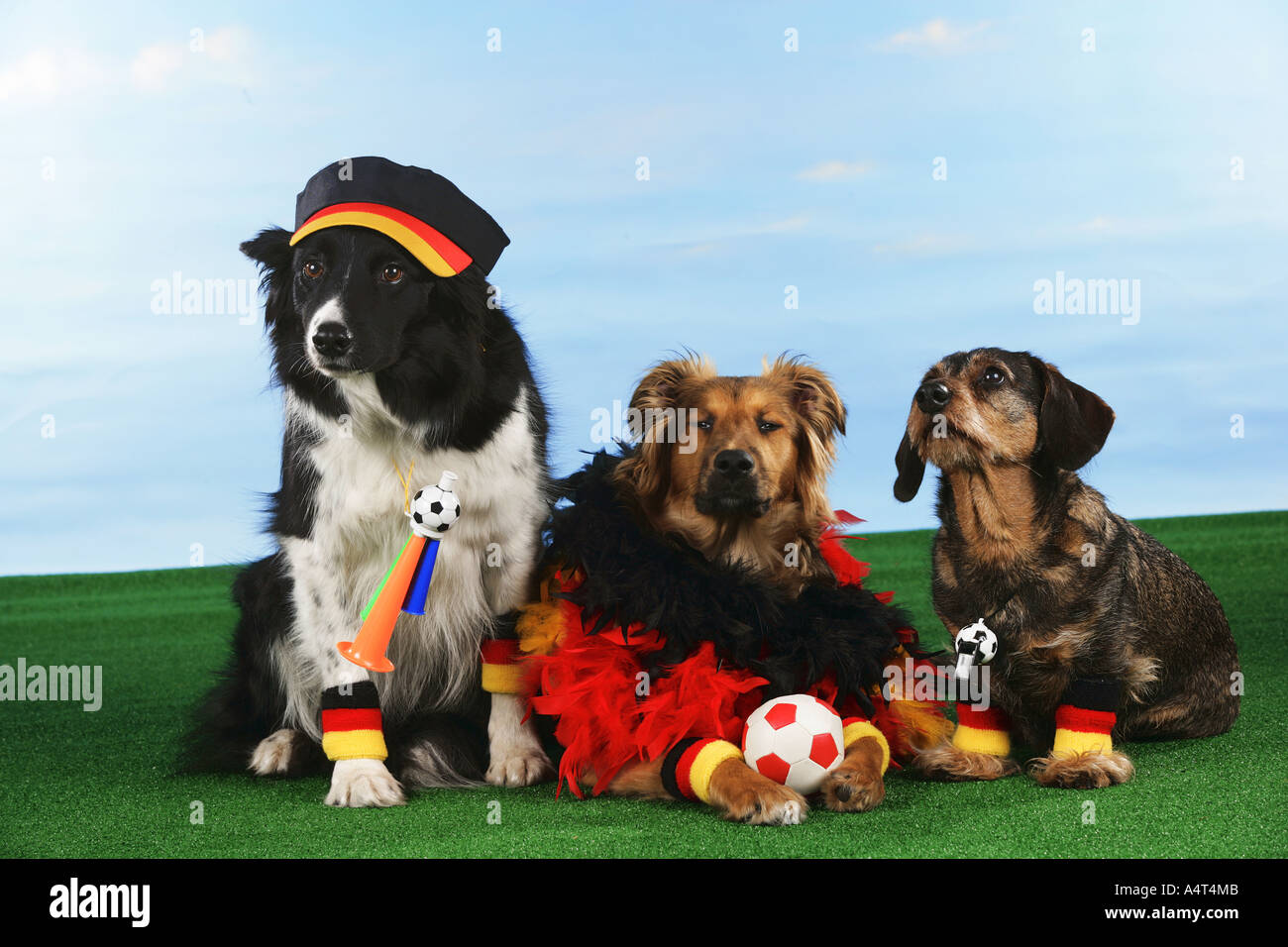 Soccer dogs hi-res stock photography and images - Alamy