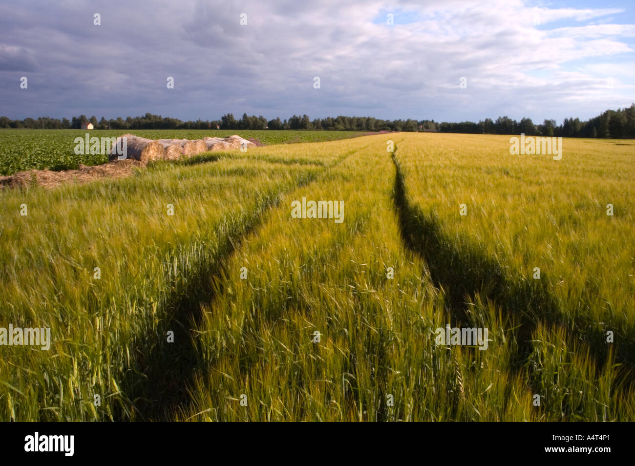 Agriculture in finland hi-res stock photography and images - Alamy