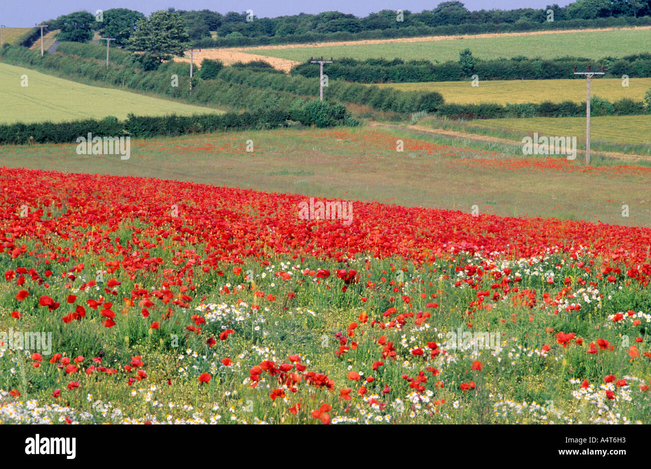 Field of Poppies and Wild Flowers, Norfolk Stock Photo - Alamy