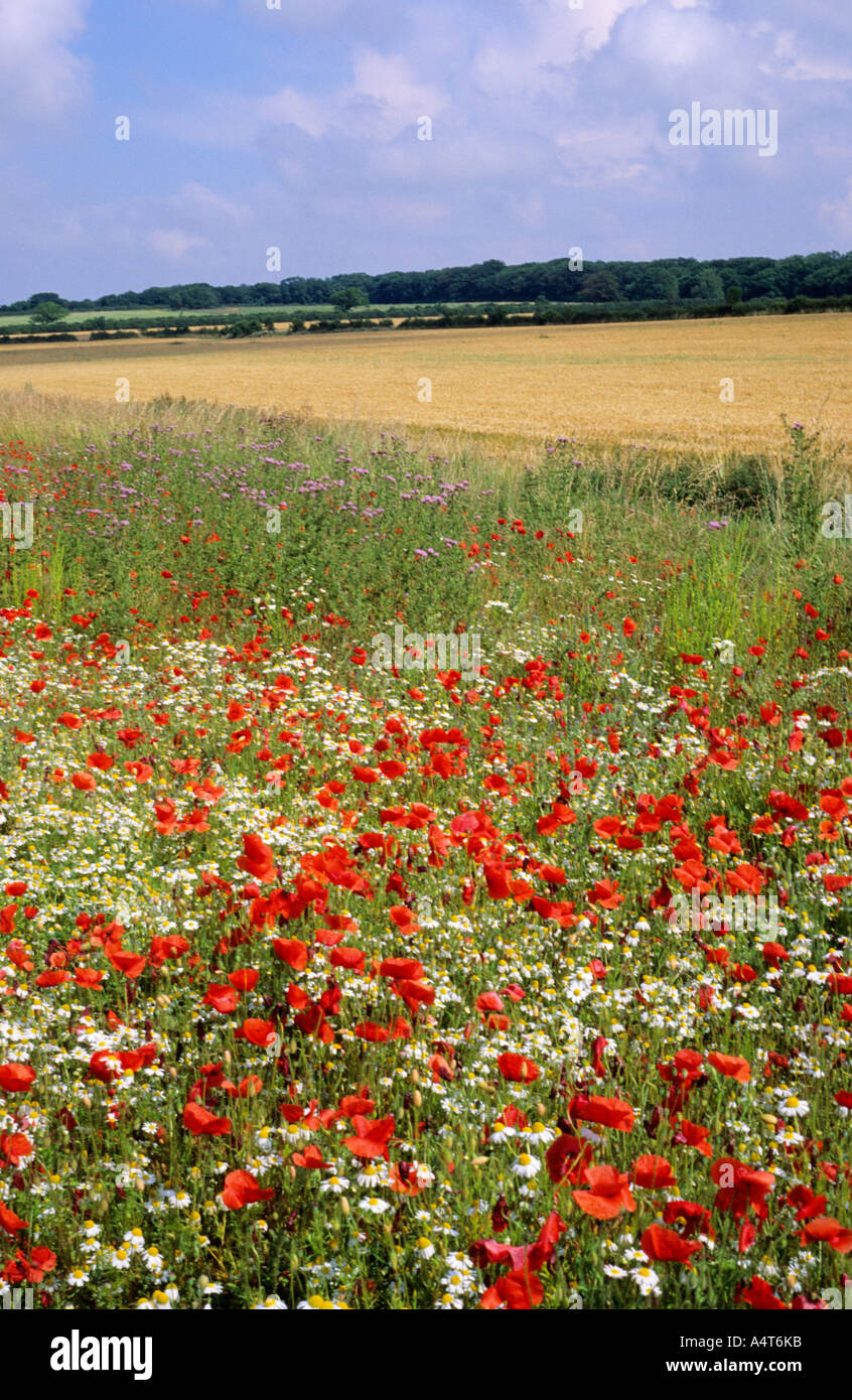 Field of Poppies, Wild Flowers, Norfolk Stock Photo - Alamy
