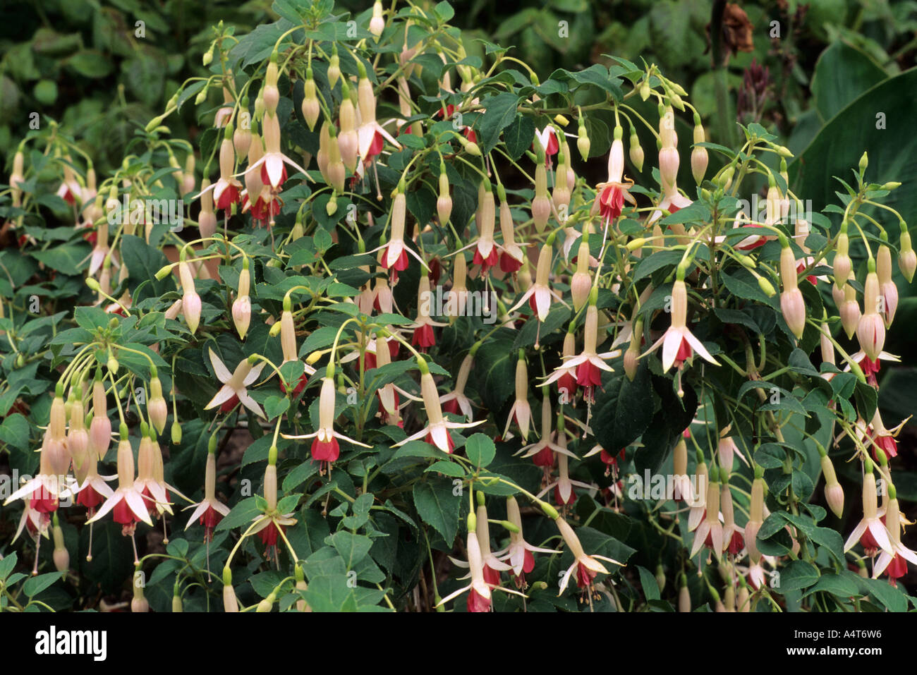 Fuchsia 'Lye's Unique' Stock Photo - Alamy