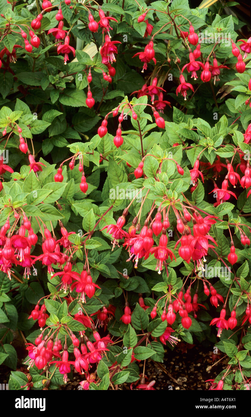 Phyllis see hi-res stock photography and images - Alamy