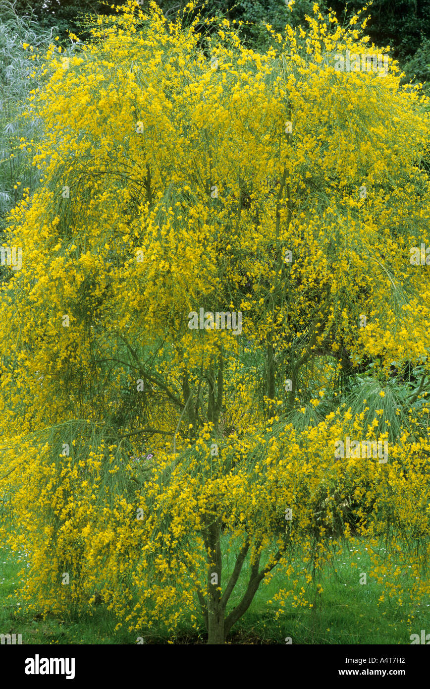 Genista aetnensis hi-res stock photography and images - Alamy
