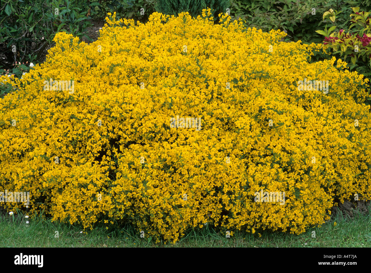 Genista lydia hi-res stock photography and images - Alamy