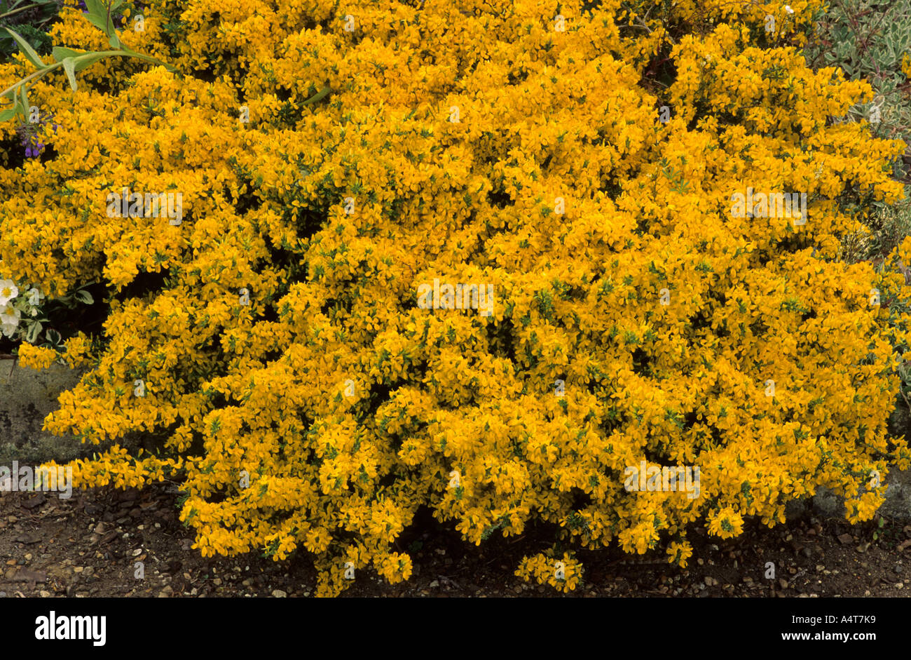 Genista pilosa yellow spreader syn hi-res stock photography and images ...