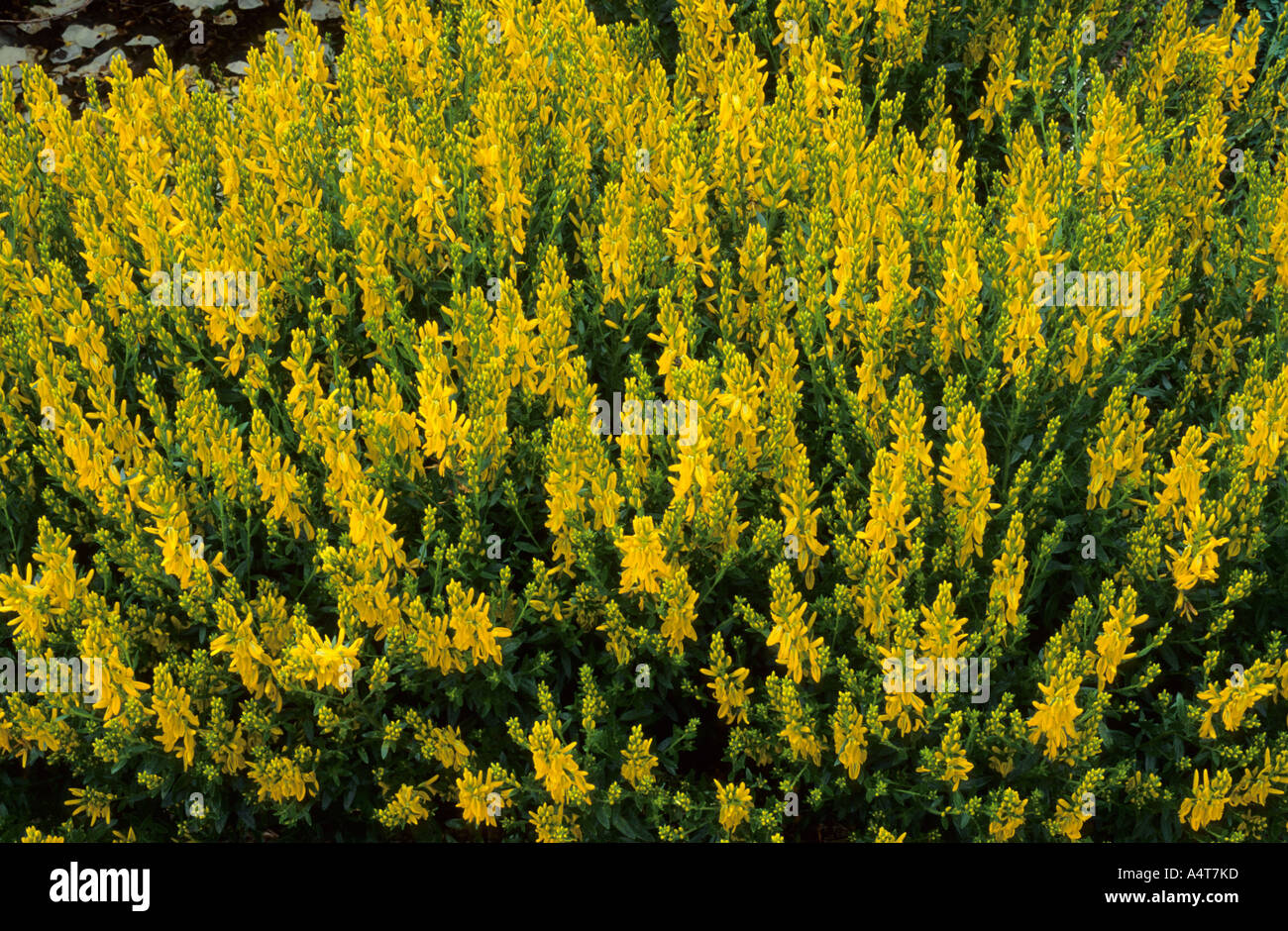 Genista pilosa hi-res stock photography and images - Alamy