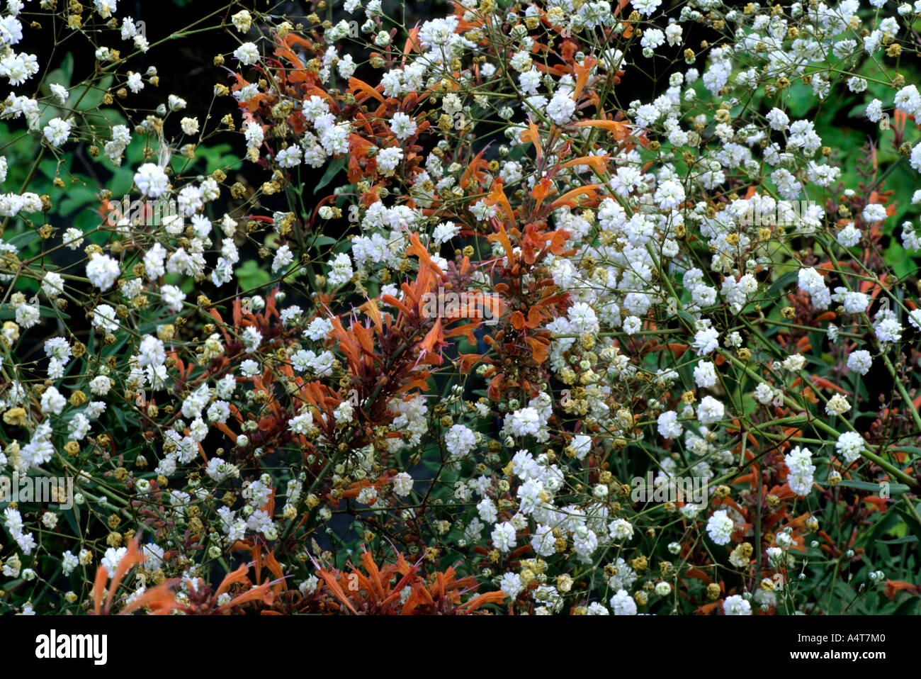 Gypsophila paniculata 'Bristol Fairy' and Agastache 'Firebird' Stock ...