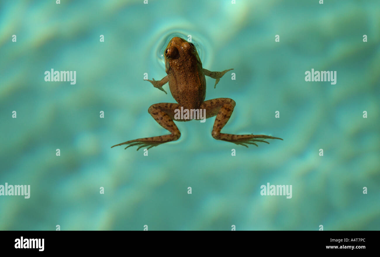 Frog swimming in pool in Connecticut USA Stock Photo - Alamy