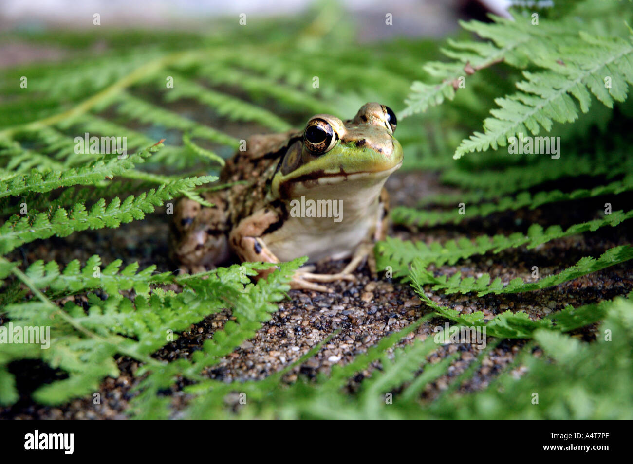 Grinning frog hi-res stock photography and images - Alamy