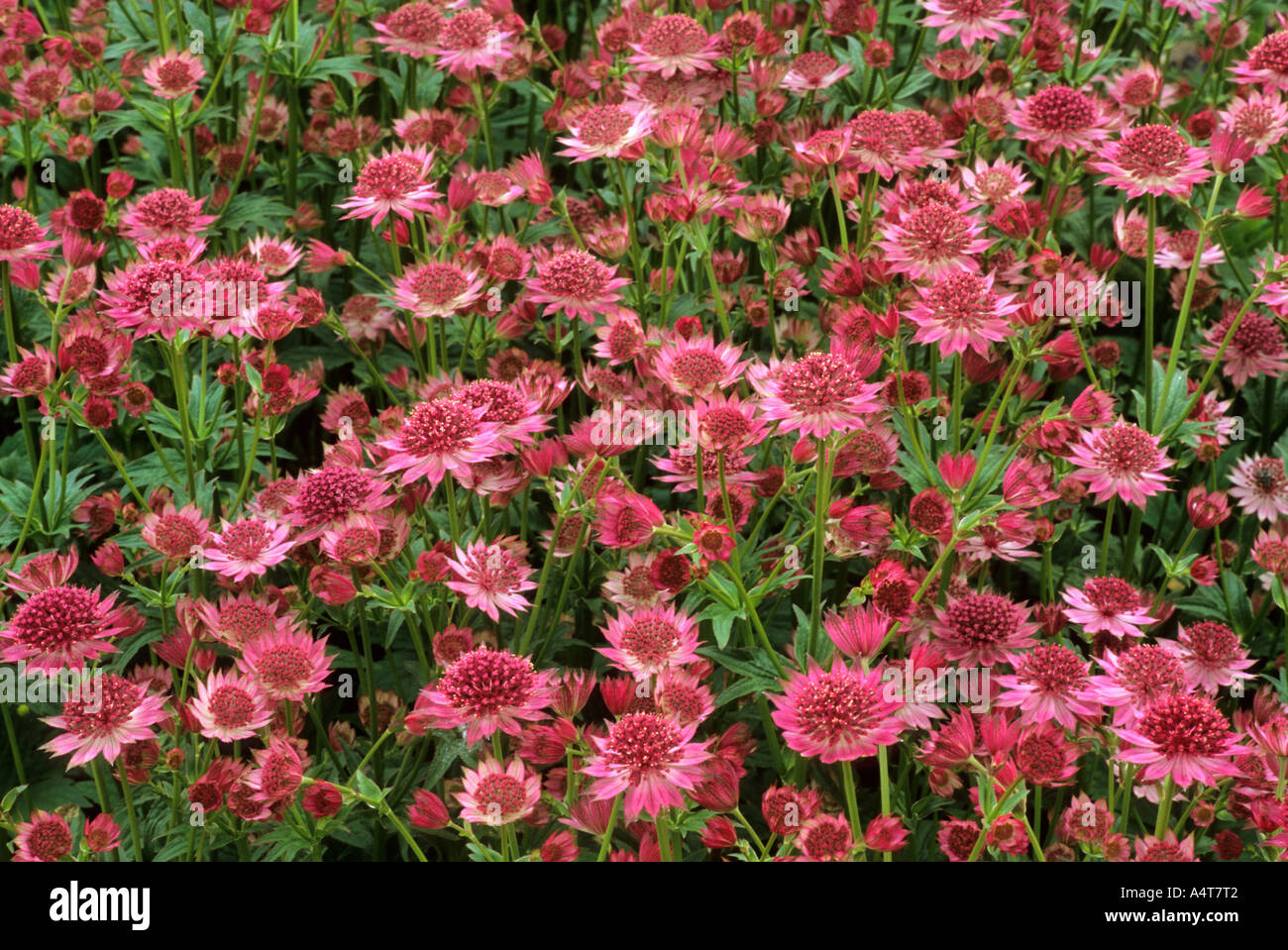 Astrantia major 'Roma' Stock Photo - Alamy