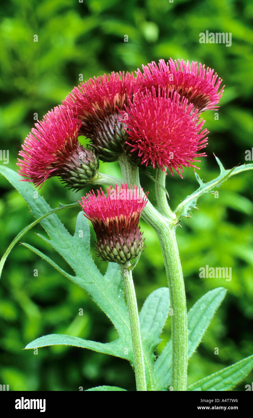 Cirsium rivulare 'Atropurpureum' Stock Photo - Alamy