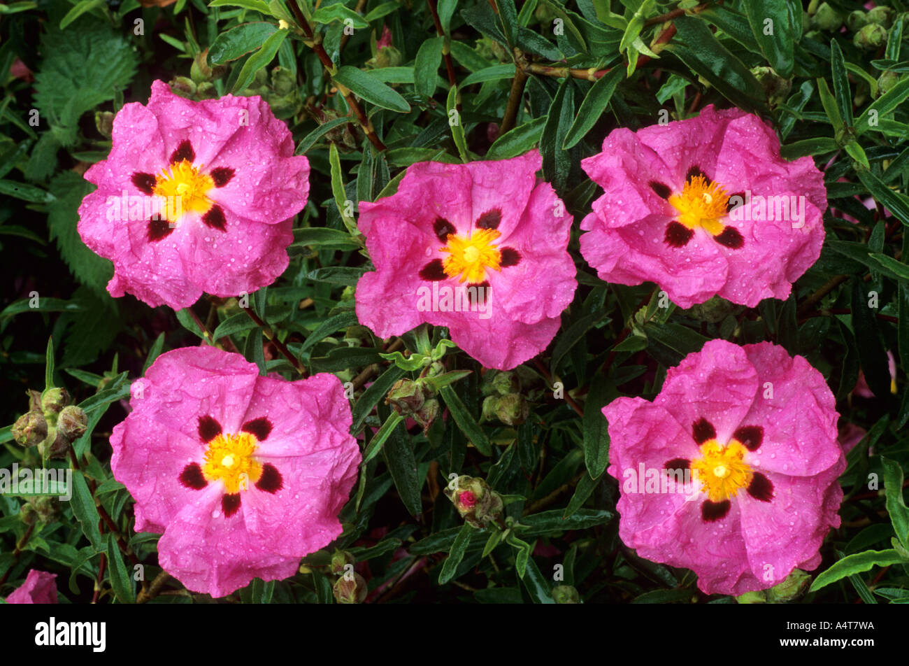 Rock Rose Cistus X Purpureus High Resolution Stock Photography and ...