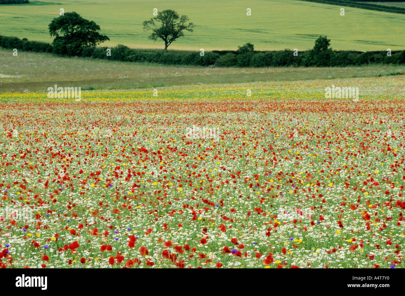 Field of Wild Flowers Norfolk Stock Photo - Alamy