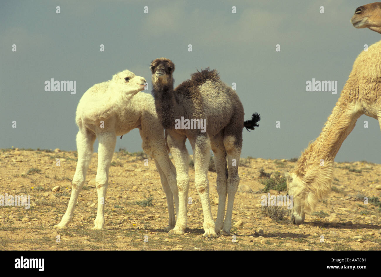 MAMMAL CAMEL Dromedary Stock Photo - Alamy
