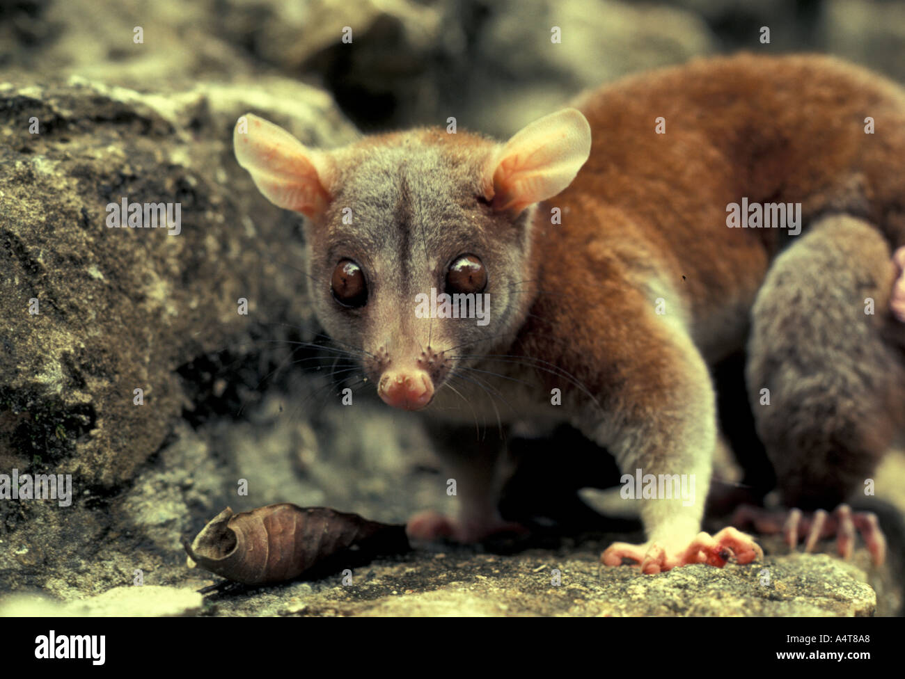 The opossum hi-res stock photography and images - Alamy