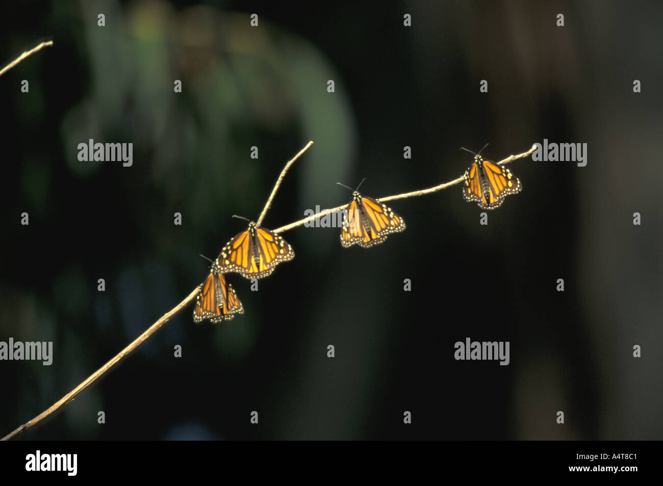 INVERTEBRATE BUTTERFLY Monarch Stock Photo - Alamy