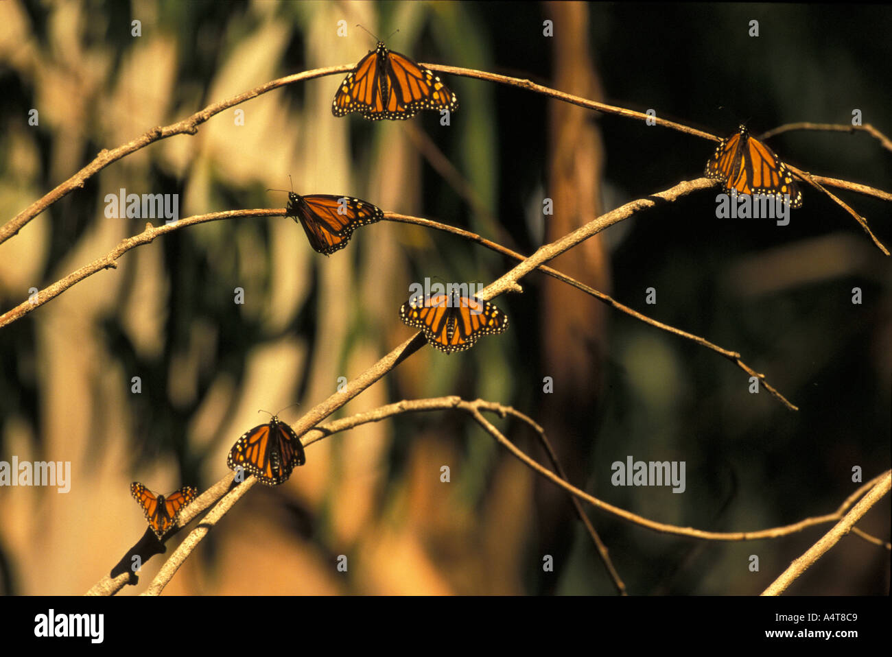 INVERTEBRATE BUTTERFLY Monarch Stock Photo - Alamy